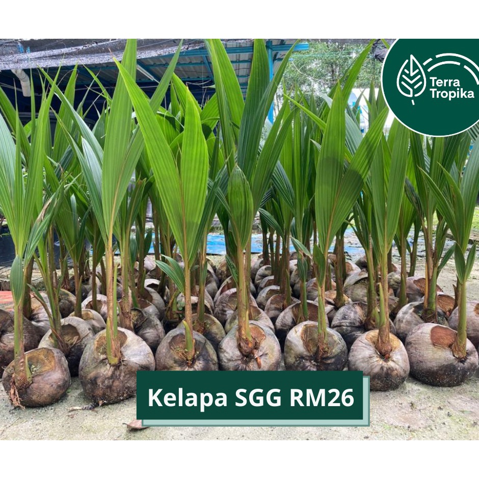 KELAPA SGG [ORIGINAL DARI TG KARANG] | Shopee Malaysia