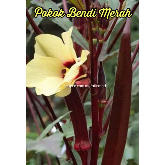 Pokok Bendi Merah/Red Ocra **biji benih 10 pcs | Shopee Malaysia
