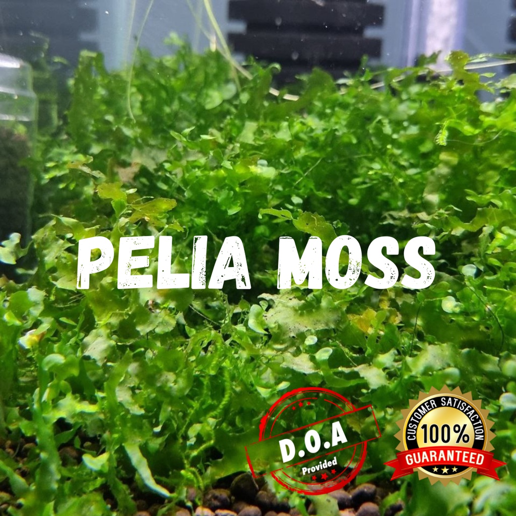 [LOCAL SELLER] Fully Submerged PELIA MOSS (Aquascape/Aquarium/Moss ...