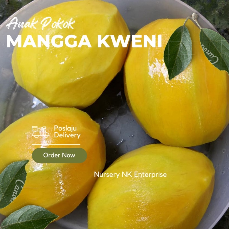 Anak Pokok Mangga Kuini / Kweni | Shopee Malaysia