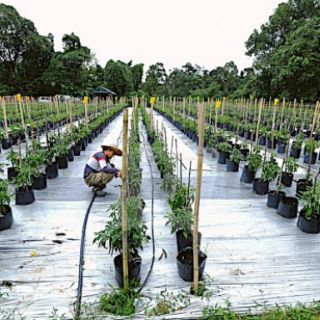 Beginner set fertigation system(diy30) | Shopee Malaysia