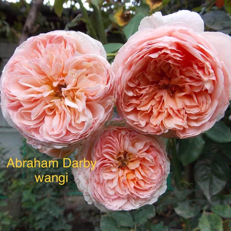 Ros wangi ID Abraham Darby (DA English Rose) | Shopee Malaysia