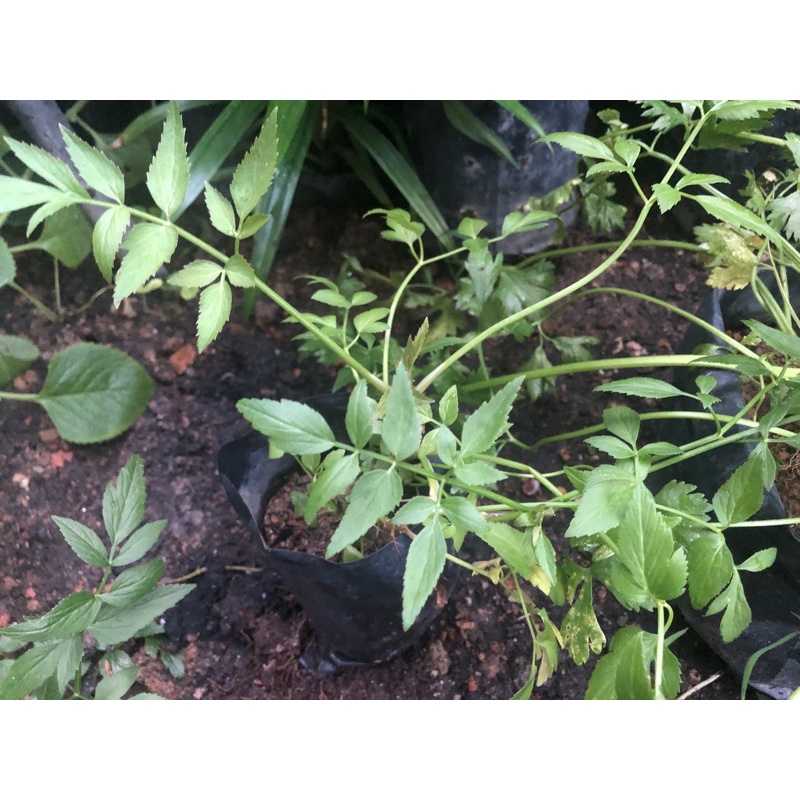 Anak Pokok Selom/ Daun Selom / Oenanthe javanica | Shopee Malaysia