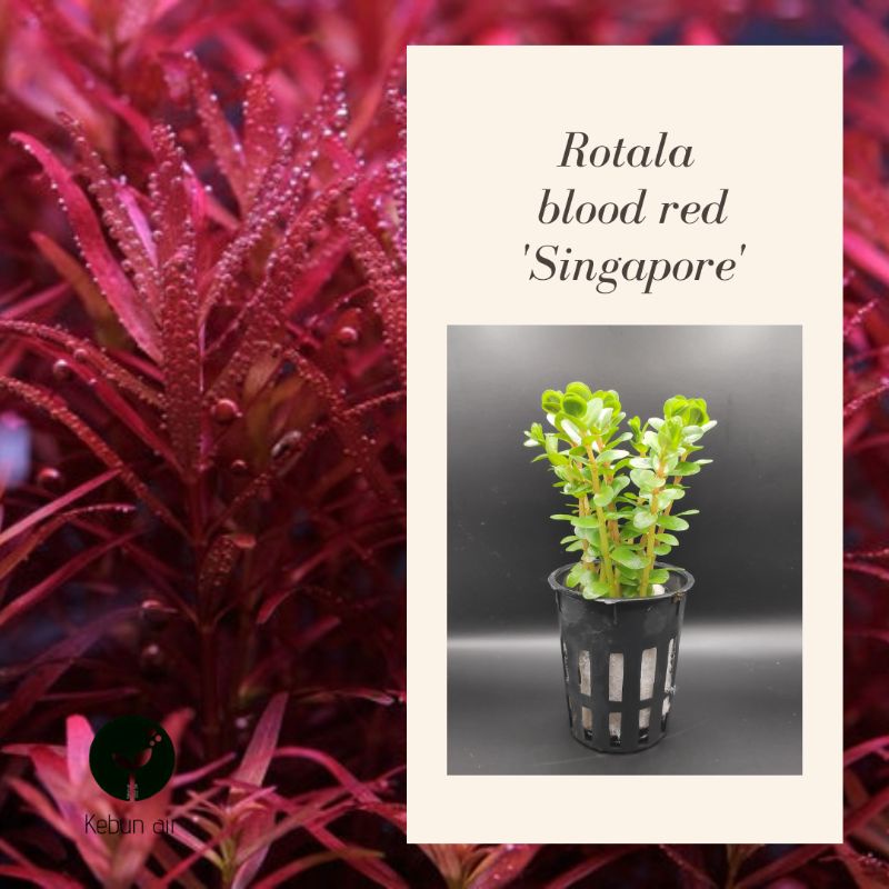 Rotala blood red SG (aquatic plants) | Shopee Malaysia