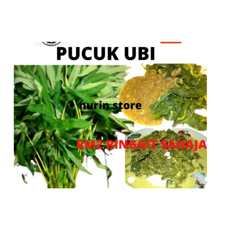 PUCUK UBI KAYU RM2 SATU IKAT/ULAM SEDAP/ULAM VIRAL/ULAM BEKO/BUAH BEKO ...
