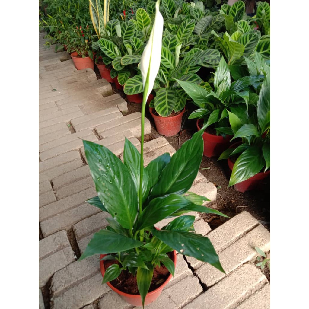 Pokok Bunga Peace Lily (peace lily plant) | Shopee Malaysia