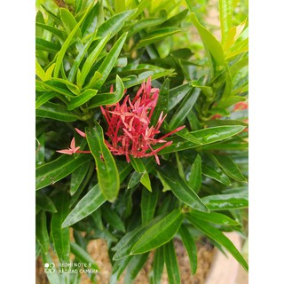 ixora merah / bunga ixora merah / exora merah / bunga exora merah ...
