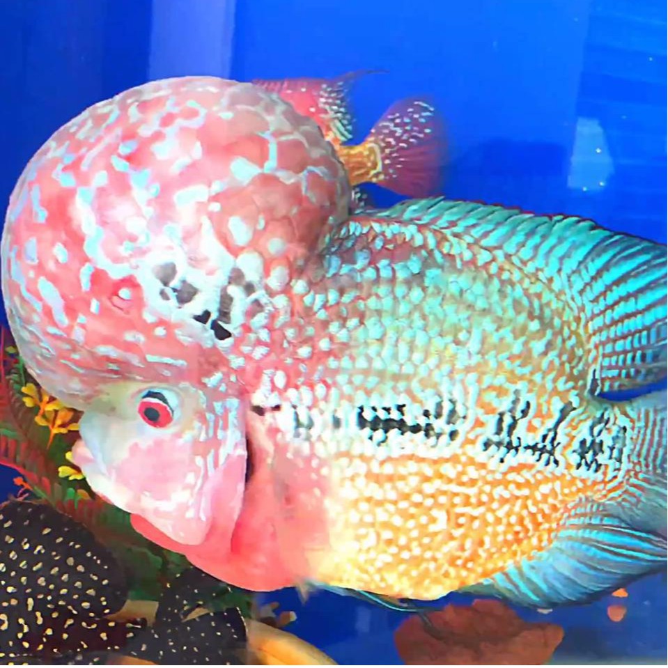Malaysian Flower Horn Fish | Best Flower Site