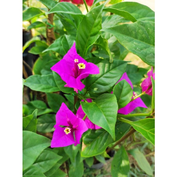 Bunga Kertas random Bougainvillea | Shopee Malaysia