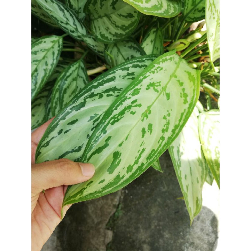 Pokok tanaman hiasan, Pokok hidup, Anak pokok bunga cantik, Silver ...