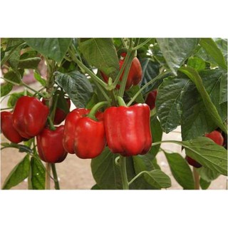 Benih Lada Manis - Cili Bengala / Capsicum Seed - Ready Stock | Shopee ...