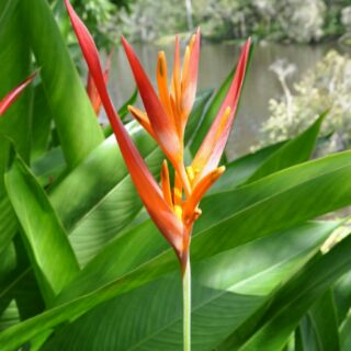Pokok Sepit Udang Merah/Red Heliconia | Shopee Malaysia