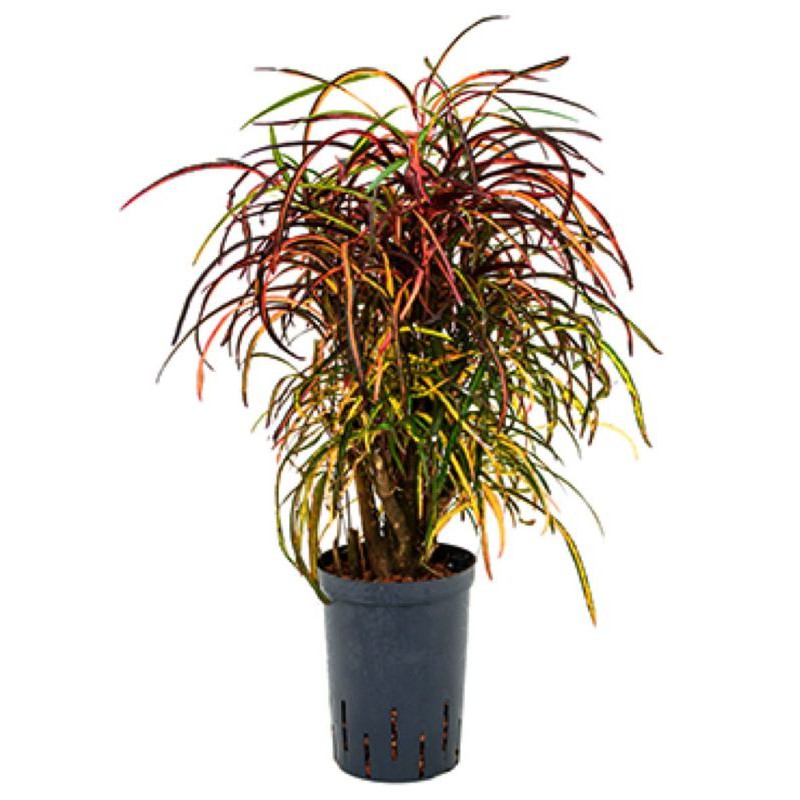 Croton Zanzibar, Croton, Colourful Leave, Pokok Puding | Shopee Malaysia