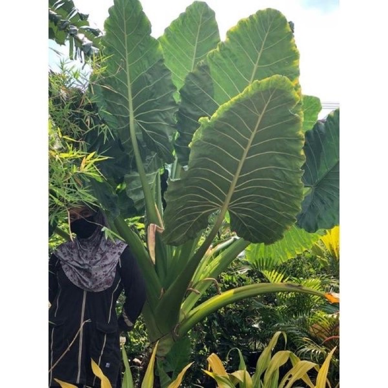 anak pokok keladi gajah dlm polybag | Shopee Malaysia