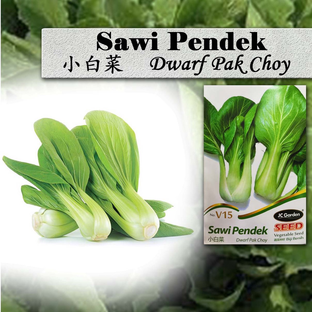 V15 DWARF PAK CHOY JC GARDEN VEGETABLE SEED BIJI BENIH SAWI PENDEK ...