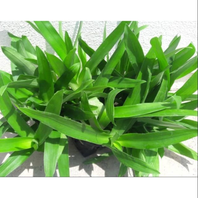 Pokok Rumput Beijing/Rumput Siti Khadijah | Shopee Malaysia