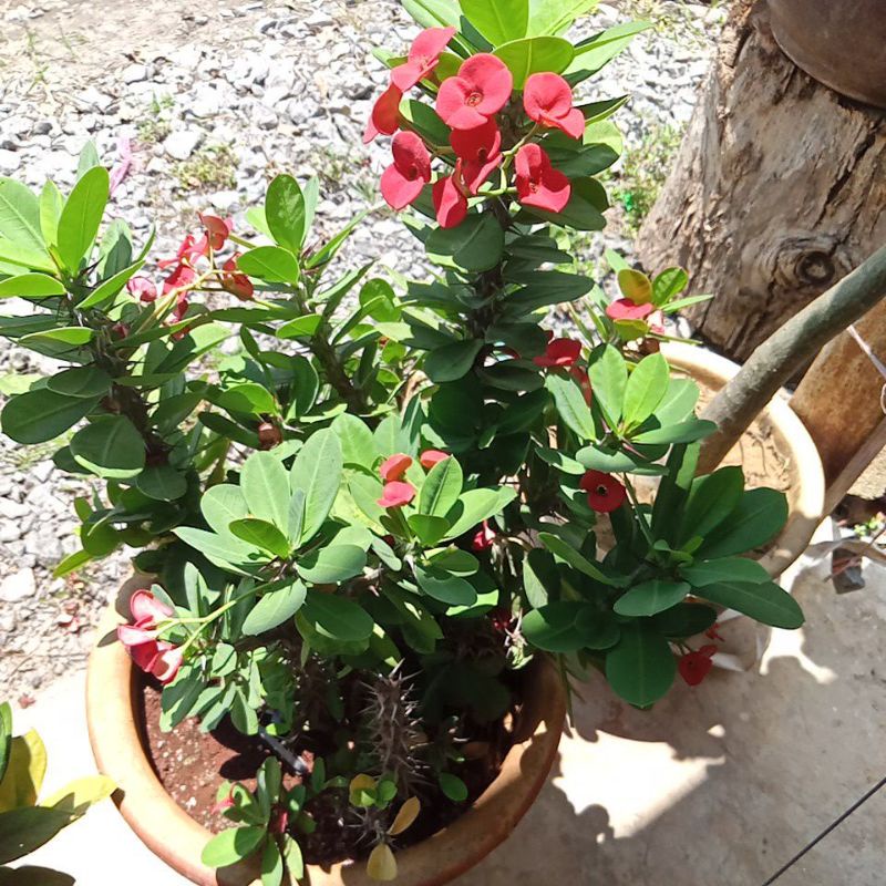 Pokok duri merah(Anak Pokok) | Shopee Malaysia