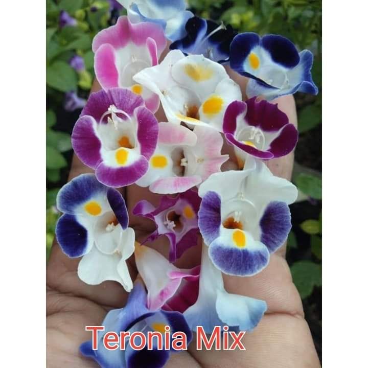 TERONIA MIX (50 biji benih) | Shopee Malaysia