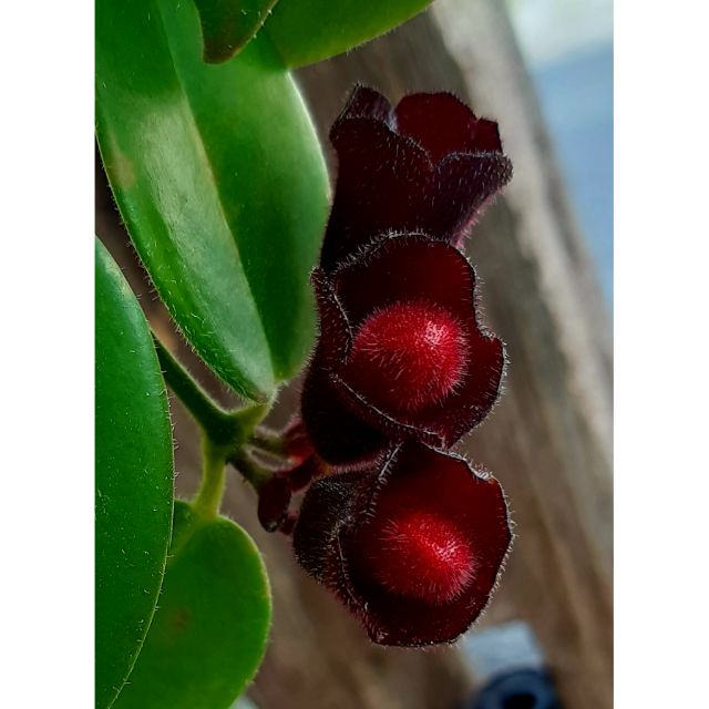 Pokok bunga lipstik (jenis daun besar) | Shopee Malaysia