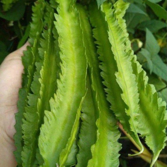 Biji Benih Kacang Botor /Biji Benih Kacang Botor Buah Lebat | Shopee ...