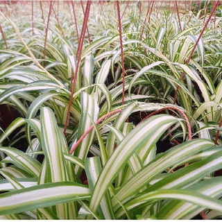Anak Pokok Bunga Spider Leaf Pokok Hidup Spider Plant Live Plant Pokok ...