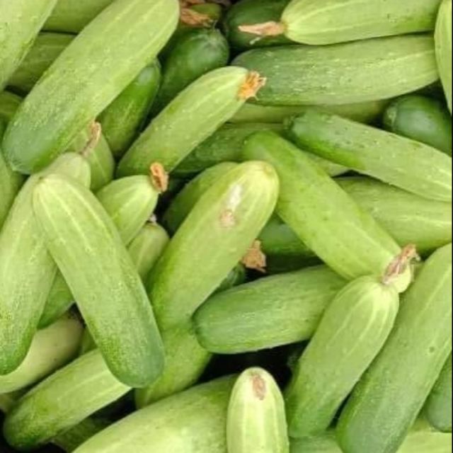 Benih Sayur Timun Baby Timun mini Ulam 15pcs Biji Micro Cucumber Seeds ...
