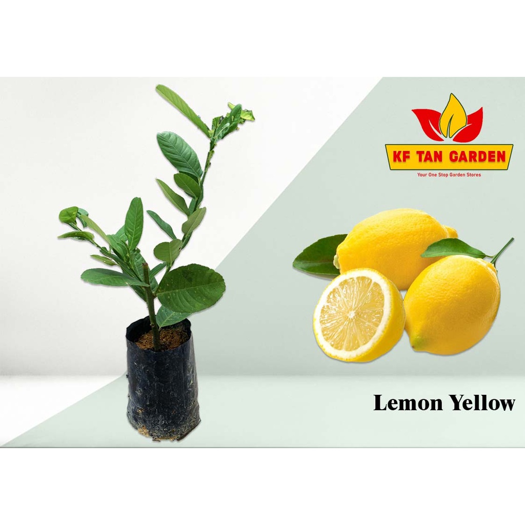 KF - LEMON YELLOW TREE - POKOK LEMON KUNING // Fruit tree // Live Plant ...