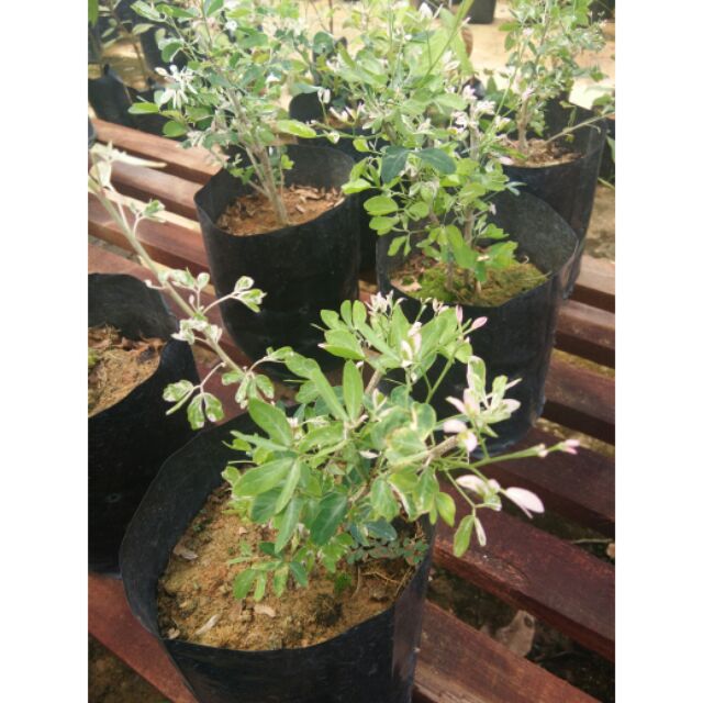 Pithecellobium dulce varigated tree outdoor plant | Shopee Malaysia