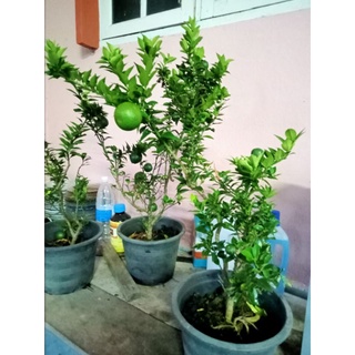 Pokok Limau Jepon Oren / Ready Stock | Shopee Malaysia
