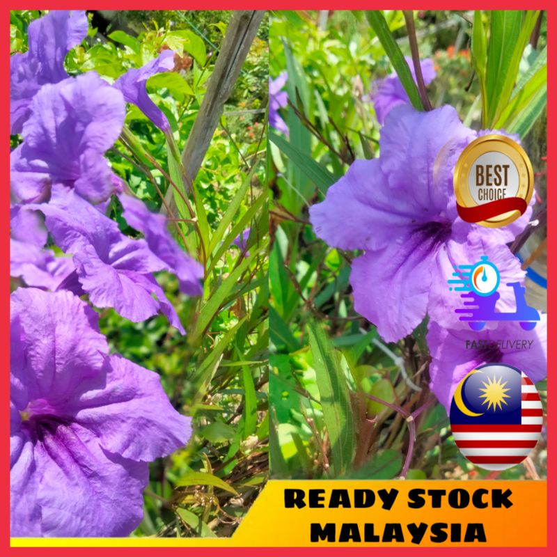 Keratan | Anak Pokok Bunga Ruella Ungu / Bunga Purple Shower | Shopee ...