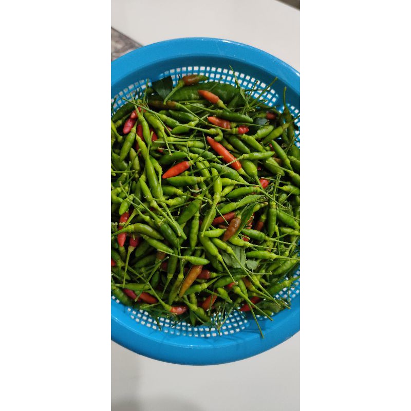 Cili padi kampung segar/cabai burung organik/cili api pedas 30g ...