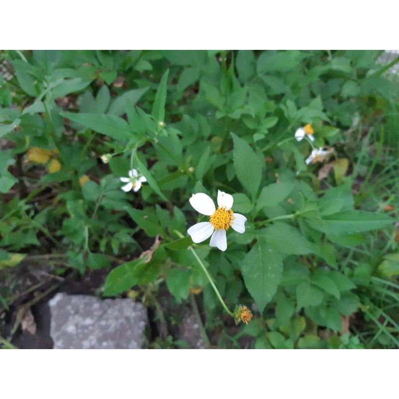Common daisy-like plant seeds | Shopee Malaysia