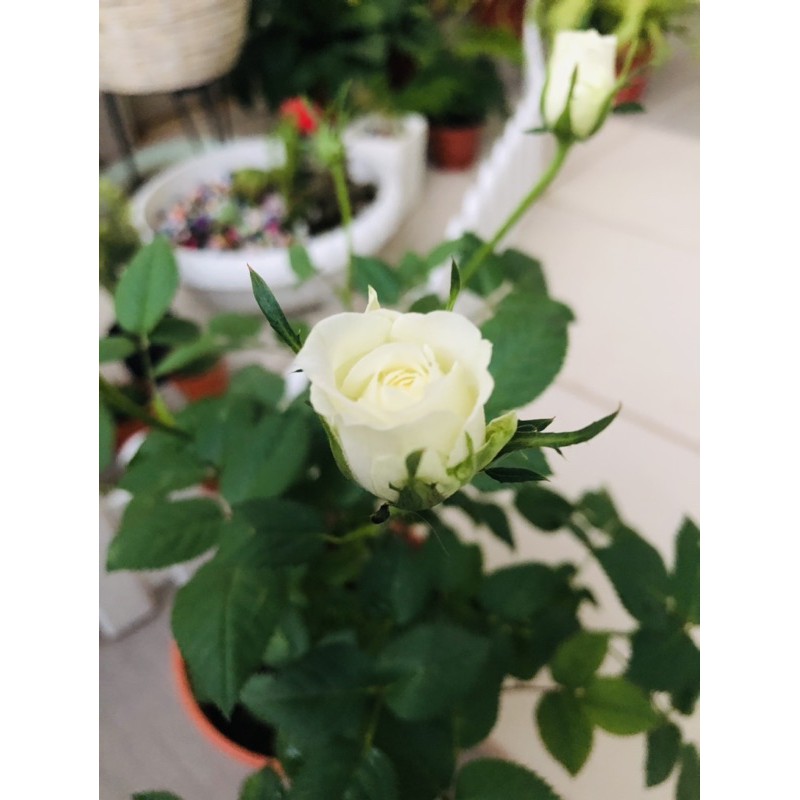 POKOK HIDUP BUNGA ROSE PUTIH MERAH PEACH | WHITE RED PEACH ROSE ...
