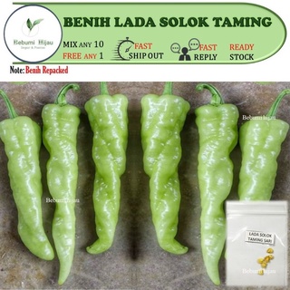 10 biji benih LADA SOLOK TAMING SARI Jenis skru/ berputar chili solok ...