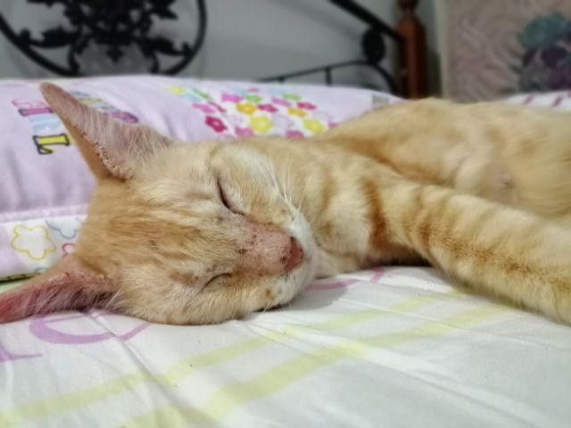 Araton Chicken & Turkey / Chicken & Salmon (Cat Food) 15KG | Shopee ...