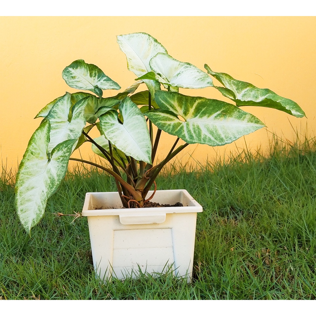 Pokok keladi hidup- Keladi- Hiasan dalam- Caladium- pokok bunga ...