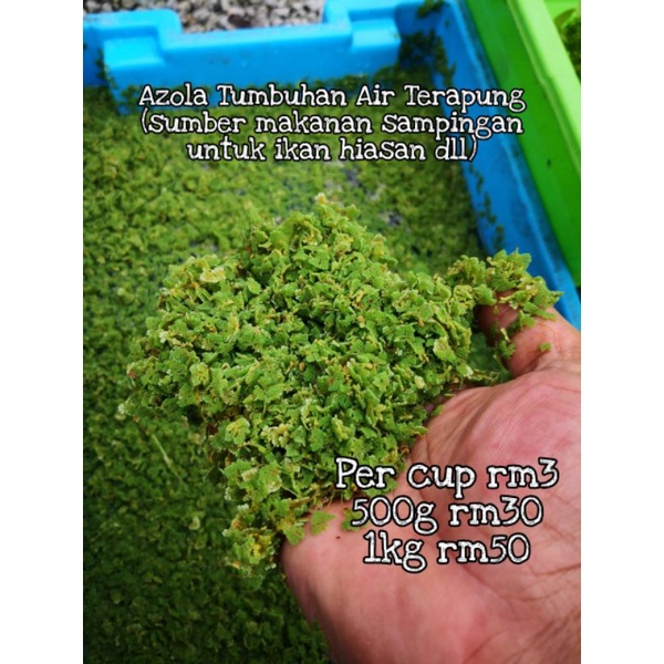 AZOLA- BORONG (TUMBUHAN AIR TERAPUNG) | Shopee Malaysia