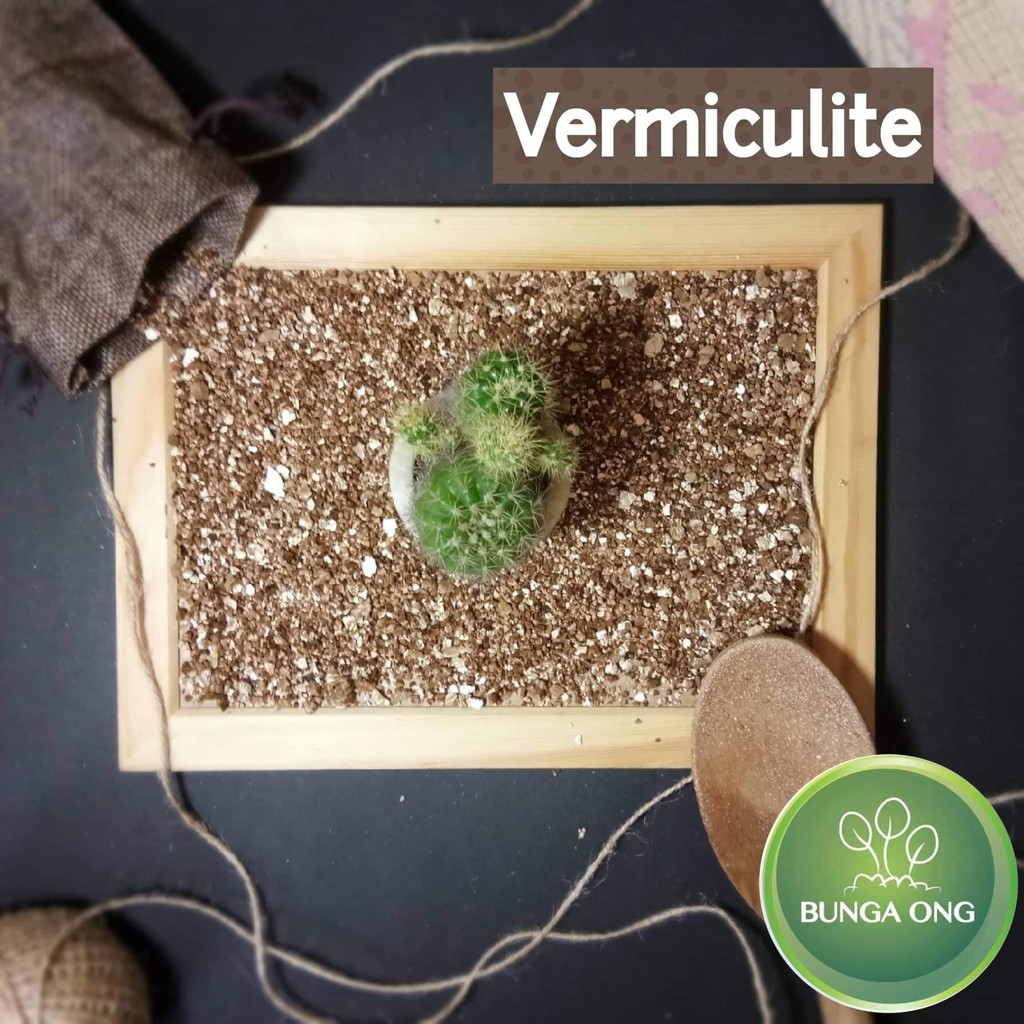 Bunga Ong Nursery, Online Shop | Shopee Malaysia