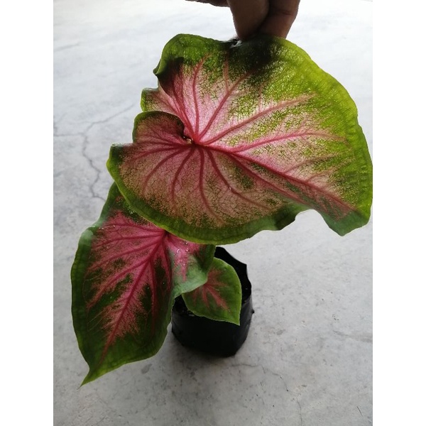 Caladium Dragon Heart / keladi red dragon/pokok keladi Dragon Heart ...