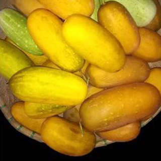 BENIH TIMUN DAYAK MAKANAN TEMPATAN SARAWAK | Shopee Malaysia