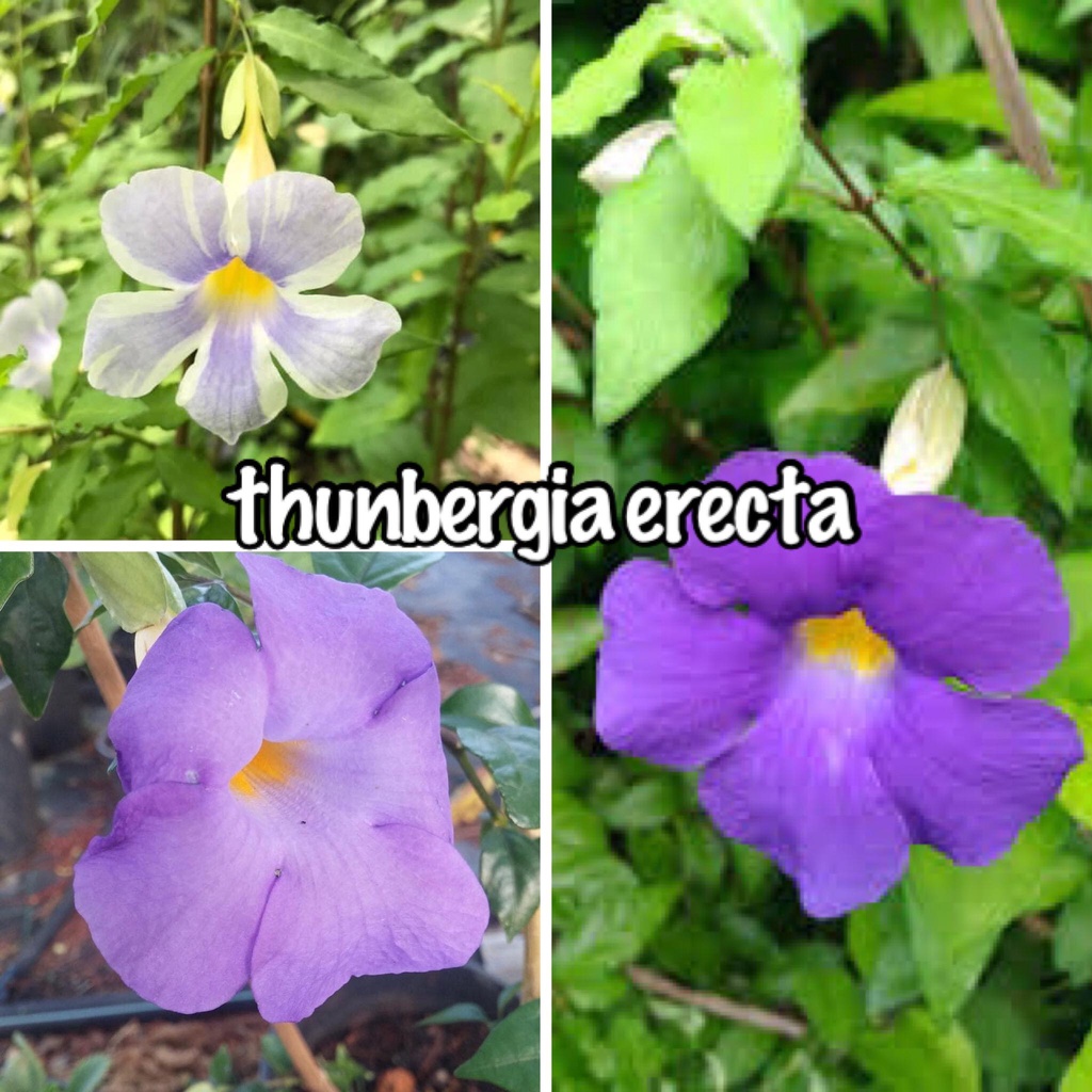 Pokok bunga thunbergia erecta @ bush clock vine fairy moon, violet dan ...