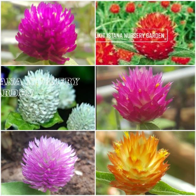 100/500 Benih Local @ 100 Benih Rare Benih - Bunga Butang (Organik ...