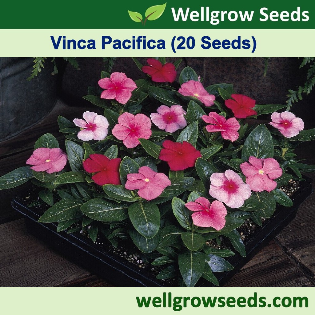 Vinca Pacifica XP Assorted Colours (20 seeds) 长春花：混色太平洋XP系列 Periwinkle ...