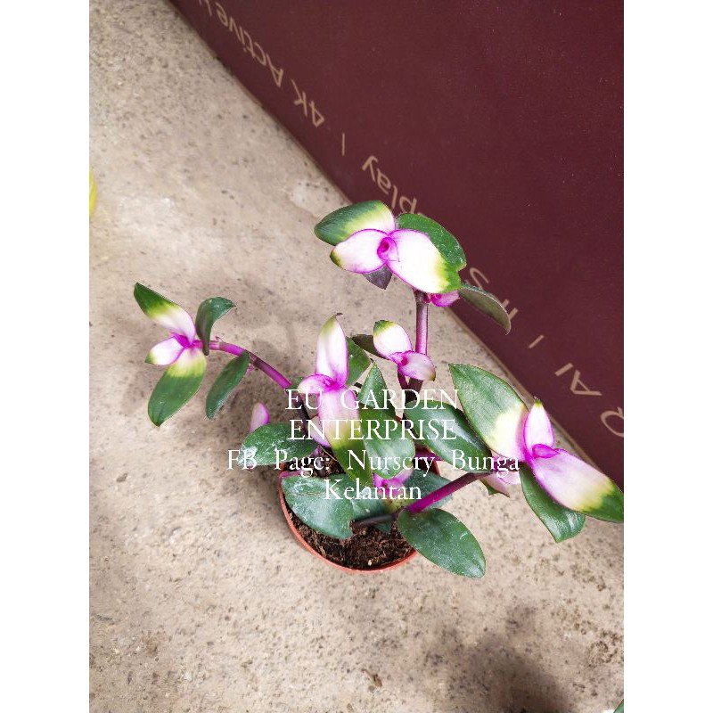 Pokok Telinga Kera / Tradescantia / Wandering Jew ( BLUSHING BRIDE ...