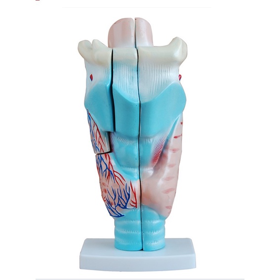 Human Larynx Anatomical Model / Throat Anatomy Model / 3 Times ...