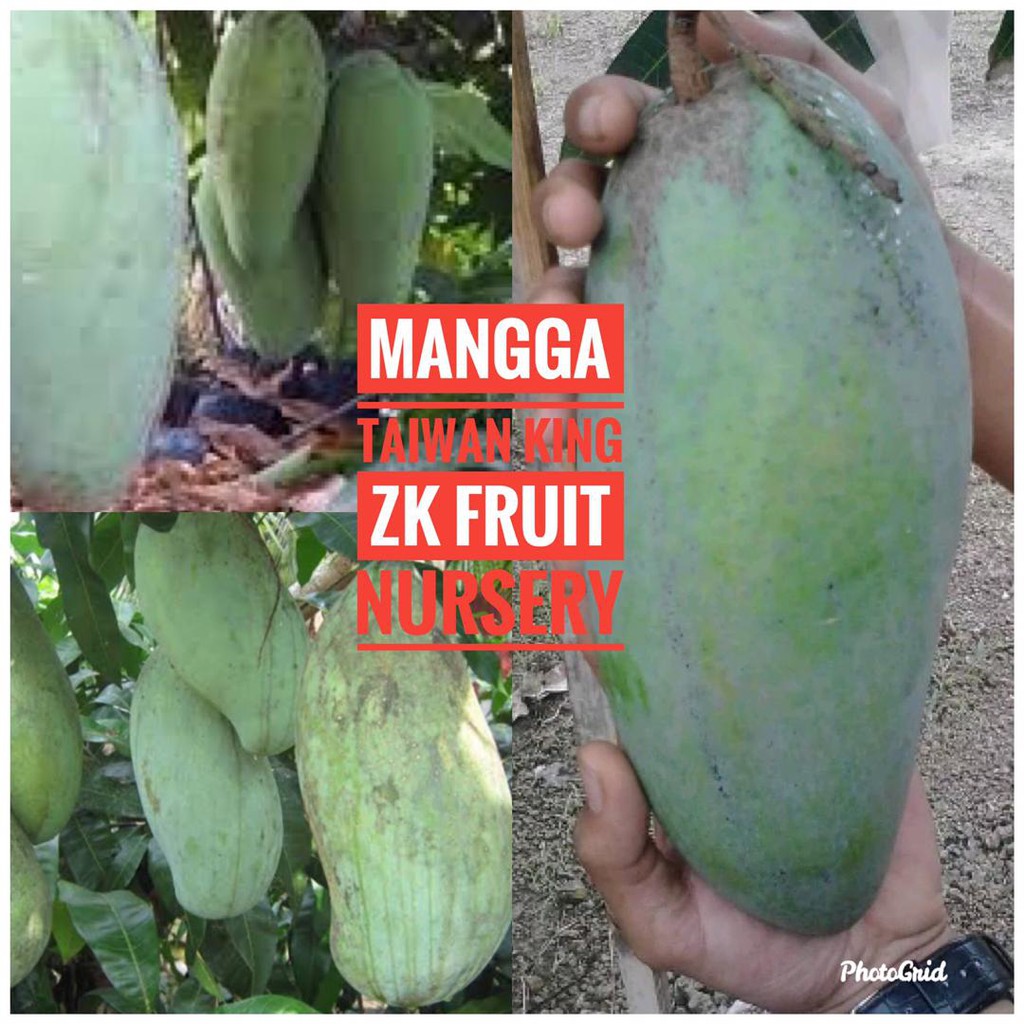 Anak mangga taiwan king | Shopee Malaysia