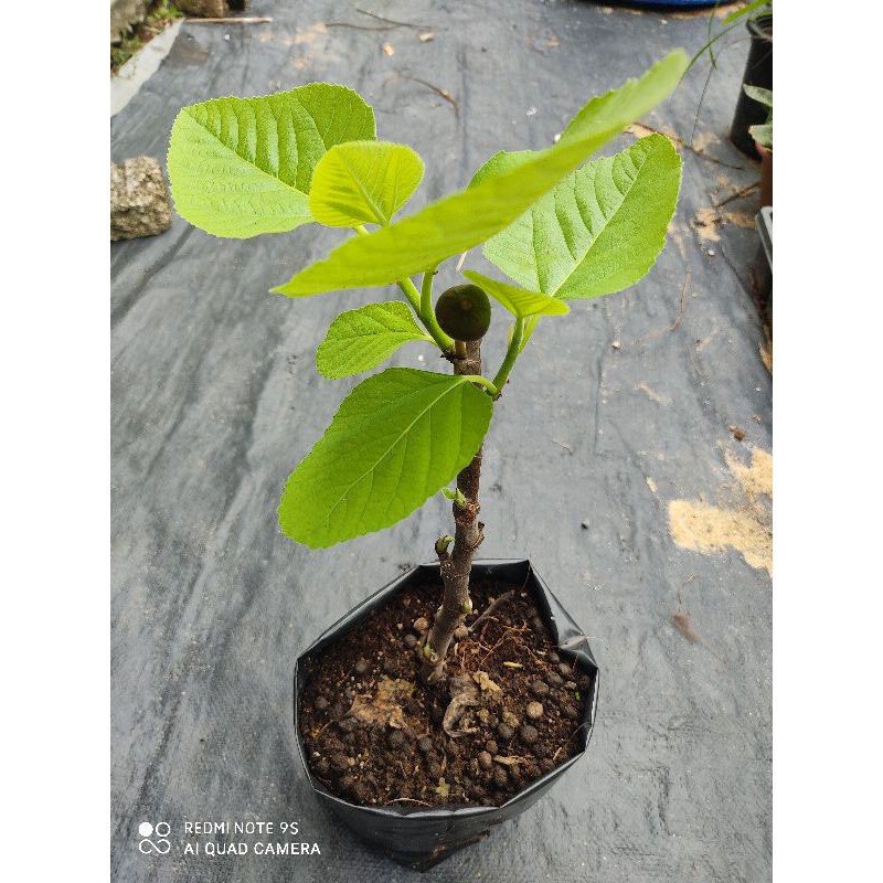 Iraqi Fig Tree Anak Pokok | Shopee Malaysia