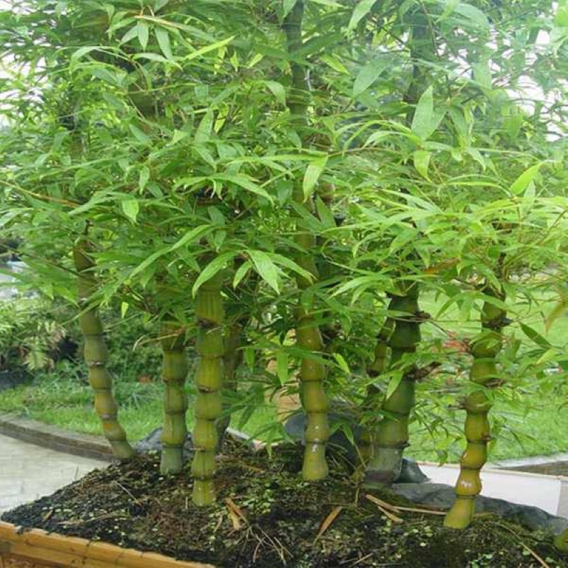 Anak Pokok Buluh Hiasan Buddha Belly | Shopee Malaysia