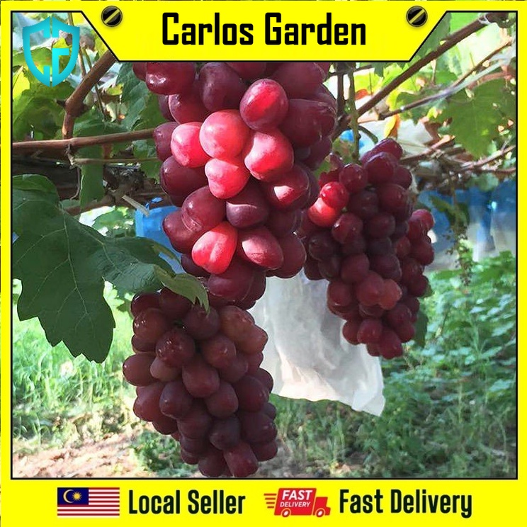 Anak Pokok Anggur Romantic Red Confidante Romance Red Seedless Import ...