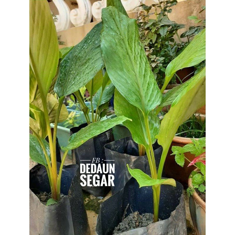 Pokok Temu Kunci ( Polibag ) | Shopee Malaysia